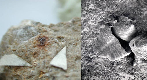 Paleotsooiset fossiilit - Geologia.fi