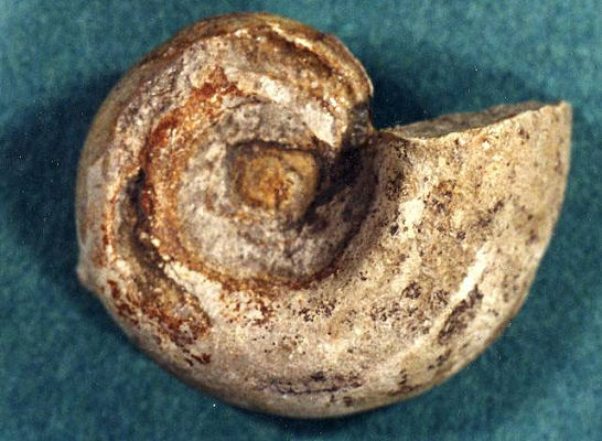 Paleotsooiset fossiilit - Geologia.fi