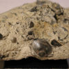Paleotsooiset fossiilit - Geologia.fi